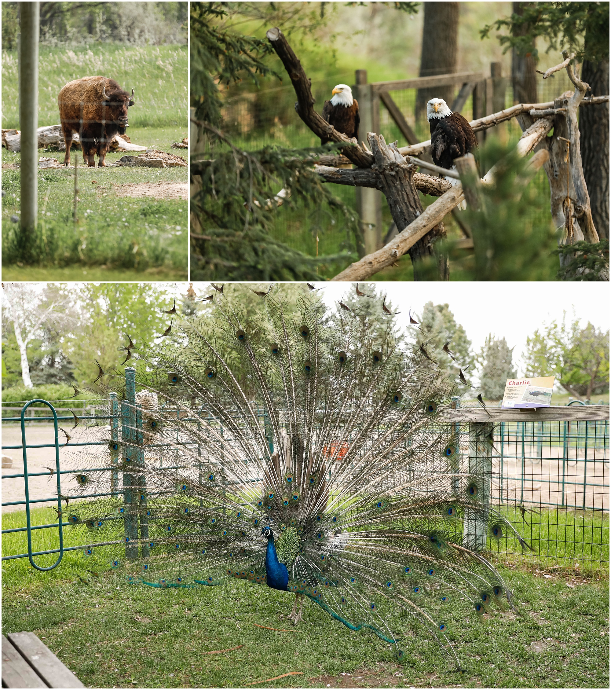 Zoo MT Wedding – Maggie + Dave - saranagelphotography.com